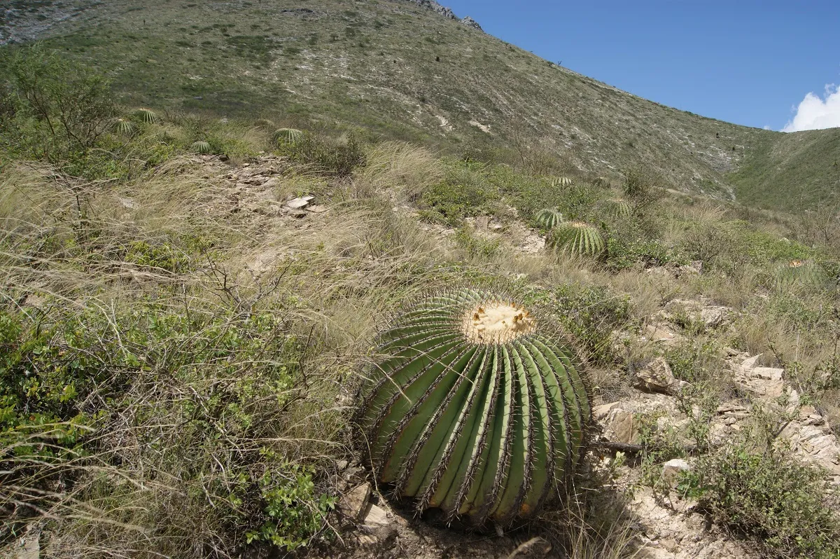 Acitrón, biznaga en peligro de desaparición | La Jornada Hidalgo