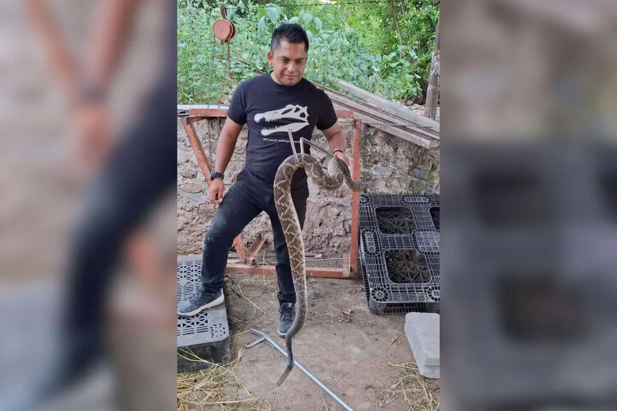 Capturan víbora de cascabel en vivienda de Zimapán | La Jornada Hidalgo