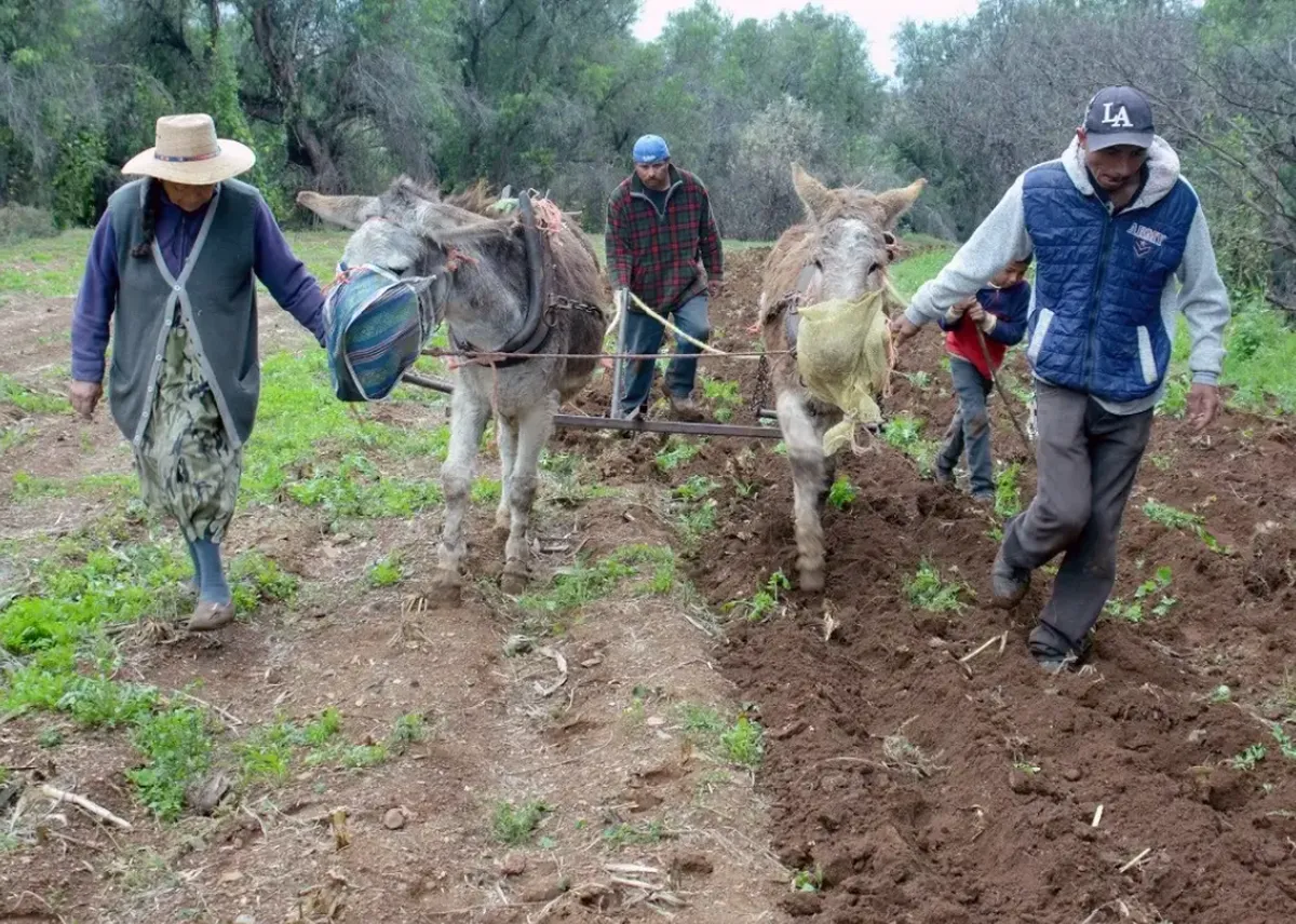 Cuatro de cada cinco personas en pobreza extrema viven en zonas rurales ...
