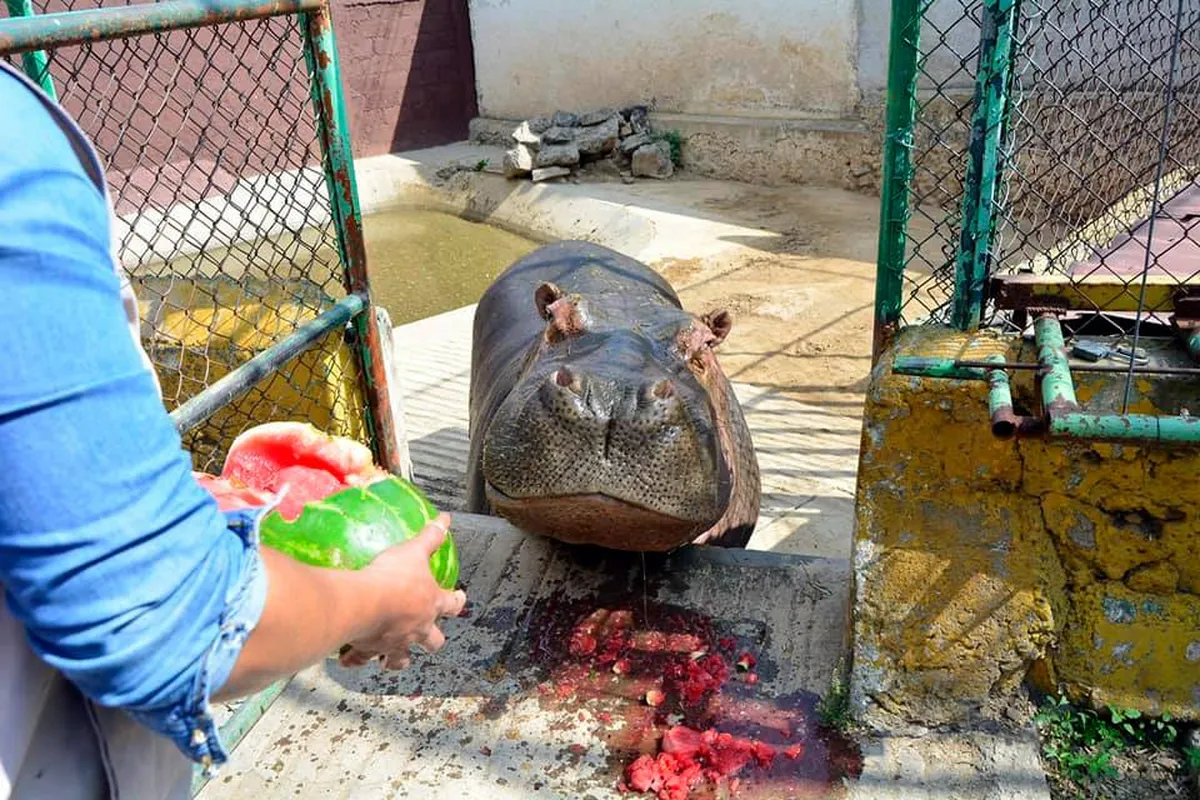 Zoológico municipal de Tulancingo abre sus puertas | La Jornada Hidalgo